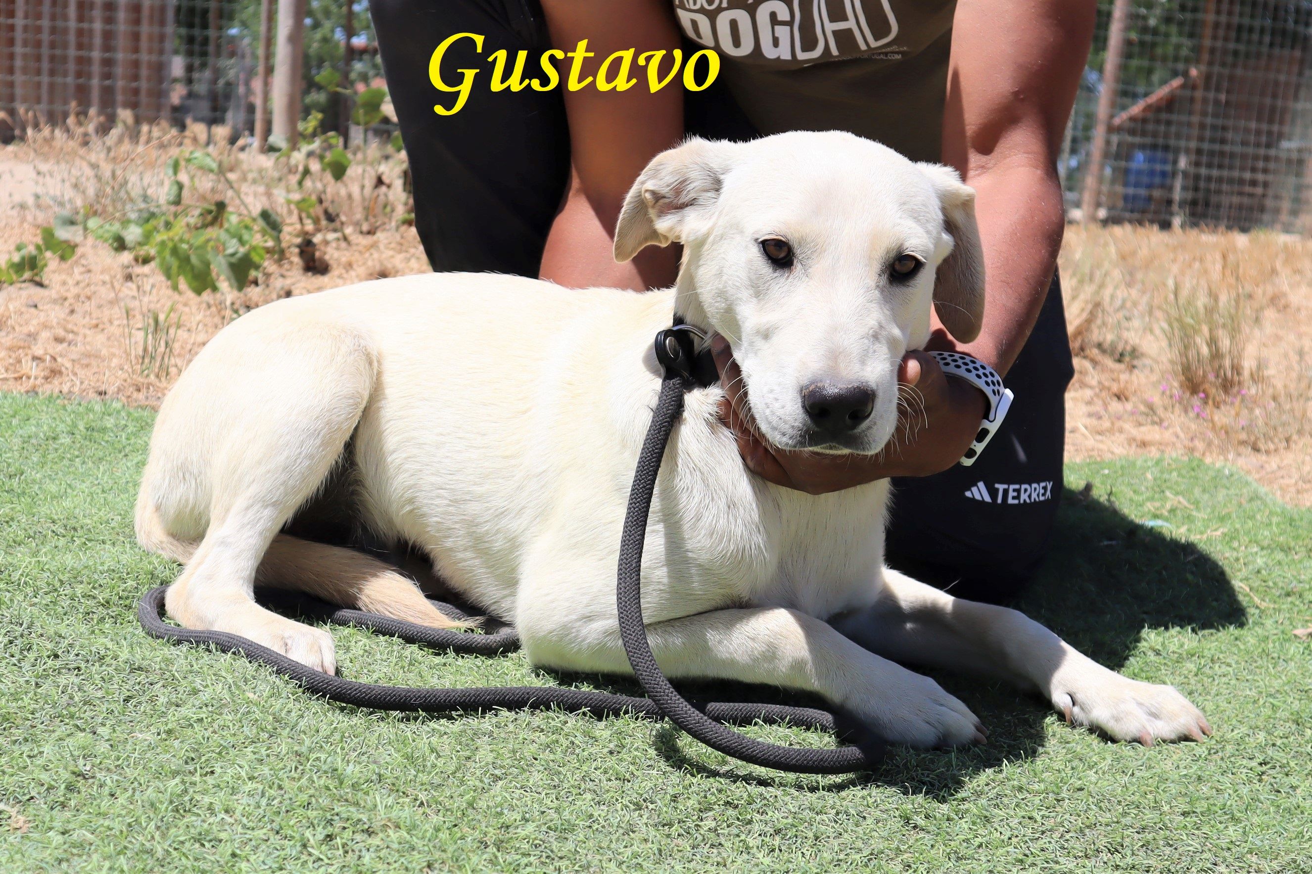 GUSTAVO 9002 | O Cantinho da Milu